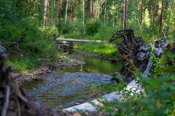 Chewuch River Right side channel, WA - Interfluve