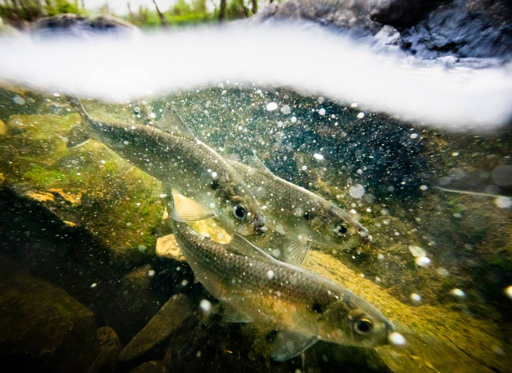 Herring are Back! - Interfluve